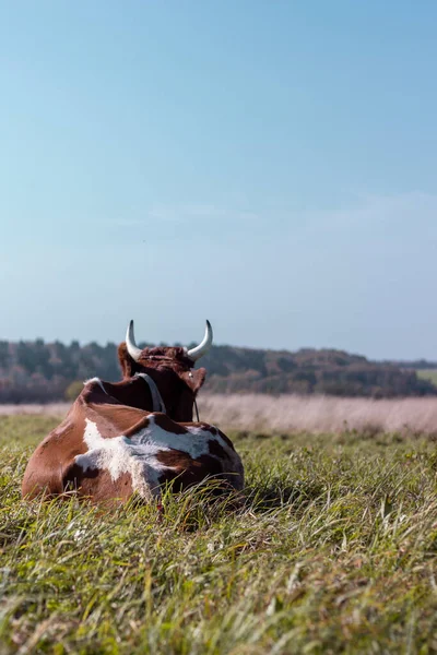 Vaca relajada Stock Photos, Royalty Free Vaca relajada Images ...