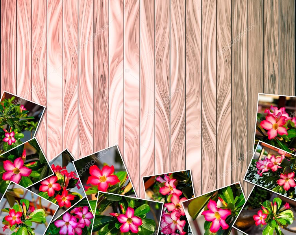 Stack Photos of Adenium obesum — Stock Photo © kittypong45 #105401106