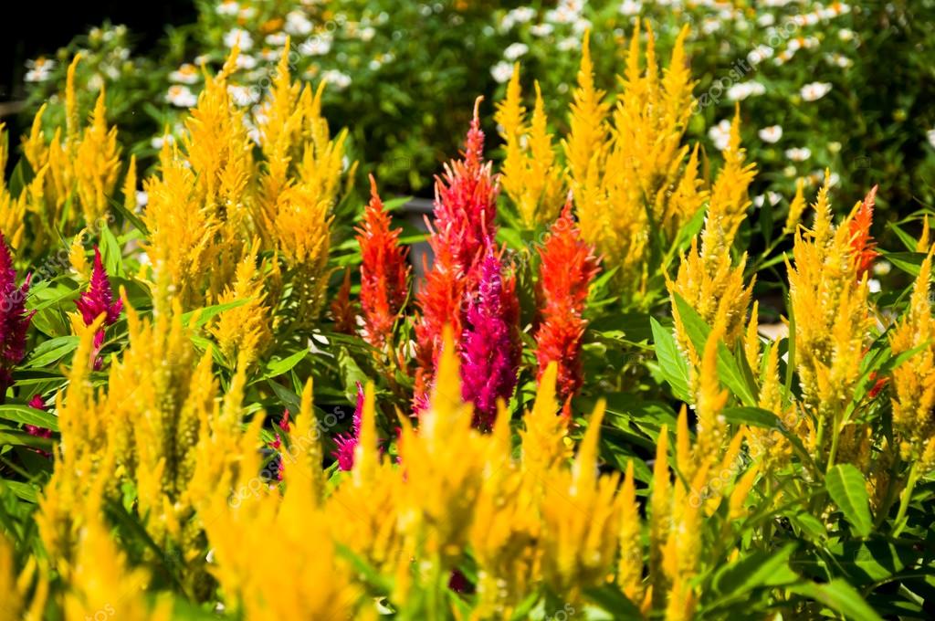 Cockscomb Flower — Stock Photo © kittypong45 #57402511