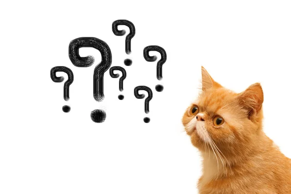Cat with question mark Stock Photo by ©pannawat 55303539