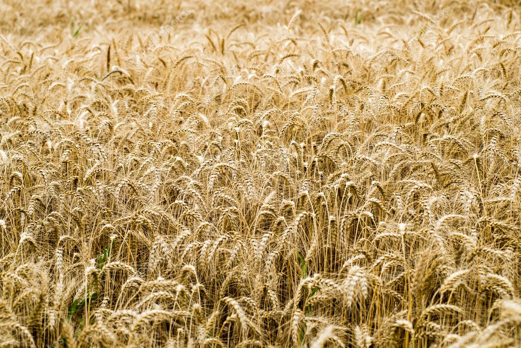 Yellow wheat field close up macro photograph — Stock Photo ...