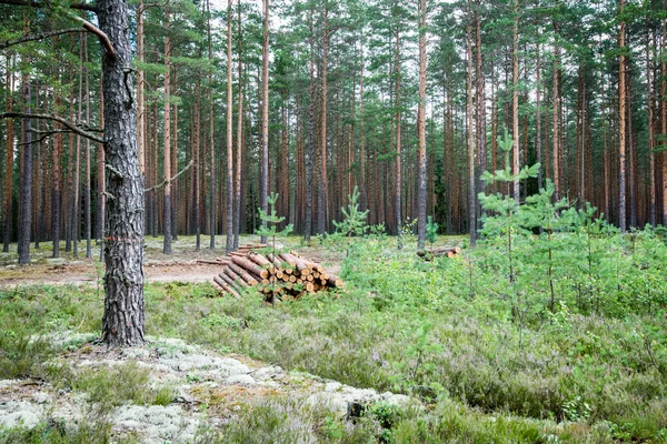 Timber reforestation Stock Photos, Royalty Free Timber reforestation ...