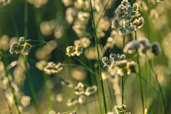 summer meadow grass and weed texture. abstract green foliage blur ...