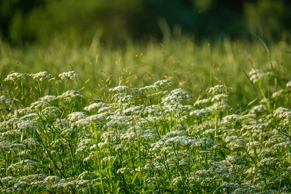 summer meadow grass and weed texture. abstract green foliage blur ...