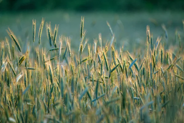 summer meadow grass and weed texture. abstract green foliage blur ...
