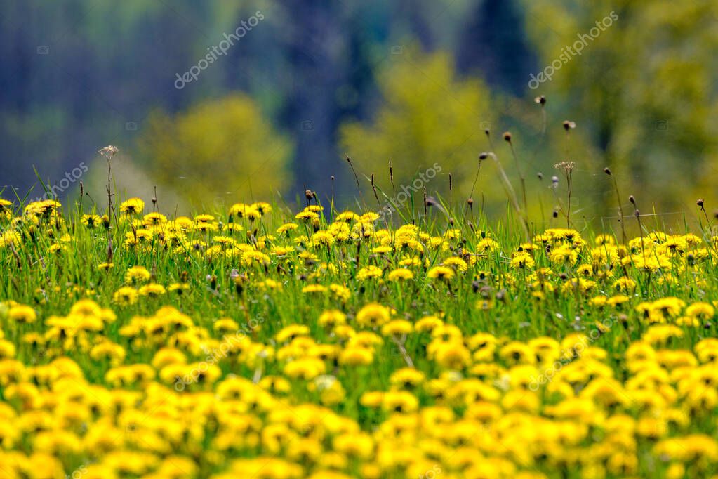 prado de primavera de colores brillantes con dientes de león amarillos ...