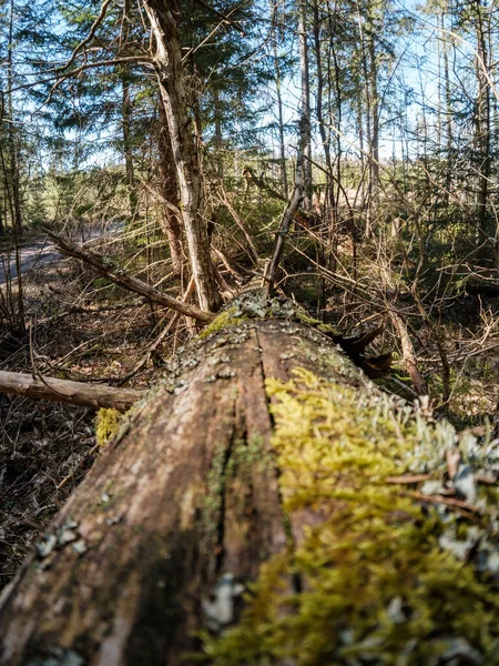 Broken log trail Stock Photos, Royalty Free Broken log trail Images ...