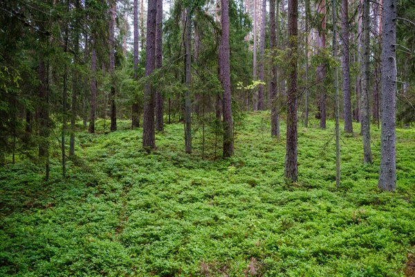 Temperate hutan konifer Stock Photos, Royalty Free Temperate hutan ...