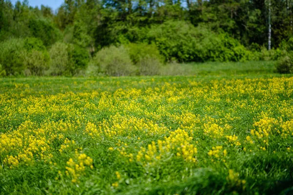 Campo de relva amarela Stock Photos, Royalty Free Campo de relva ...