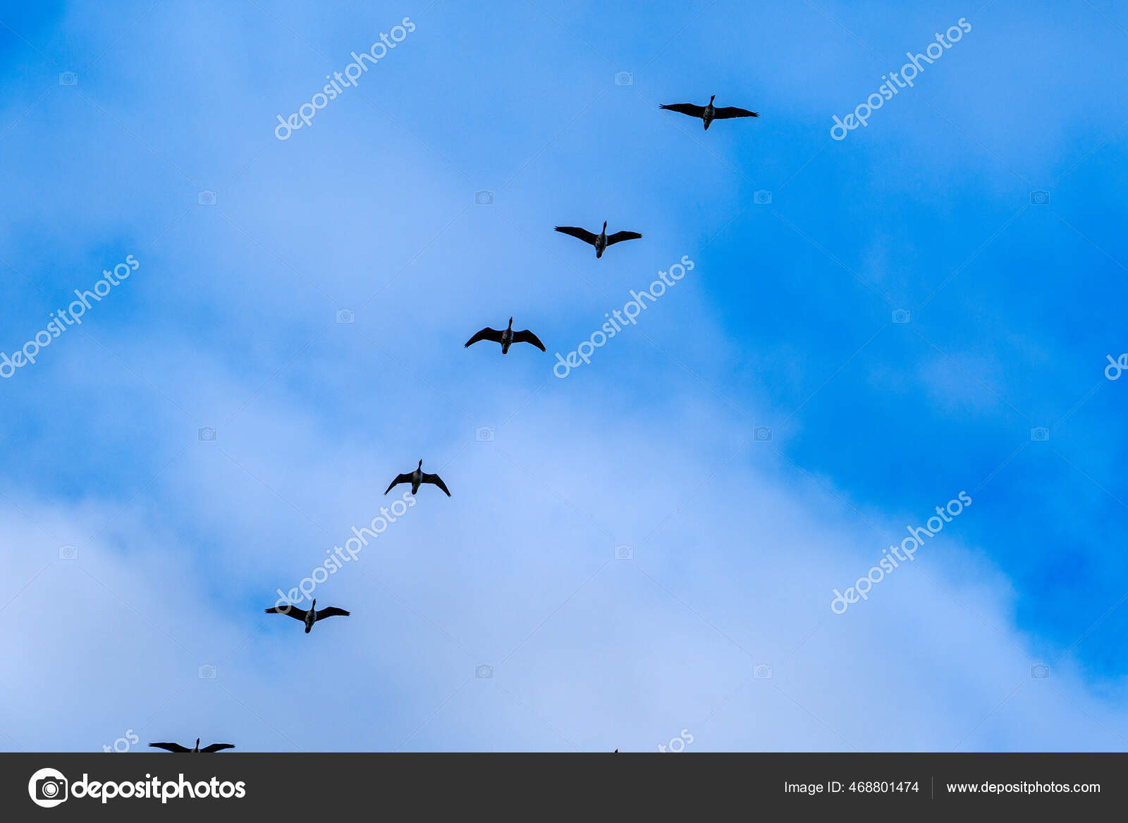 Flock Birds Flying Sky Blue Background Summer — Stock Photo ...
