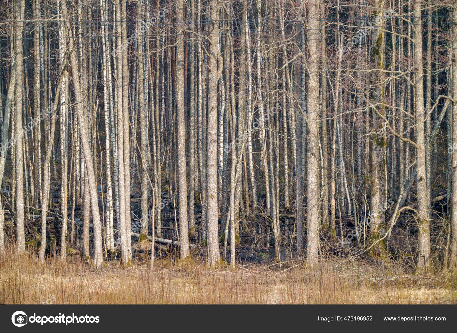 Tree Trunk Wall Side Field Nature Forest Scene — Stock Photo ...