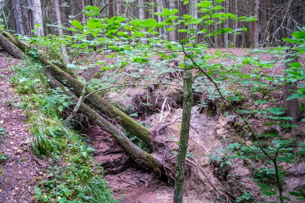 Overturned tree Stock Photos, Royalty Free Overturned tree Images ...