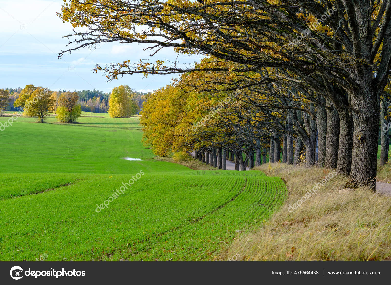Simple Tree Landscape Photography