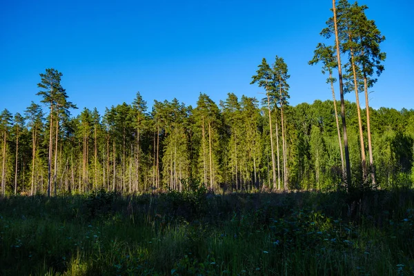 Temperate hutan konifer Stock Photos, Royalty Free Temperate hutan ...