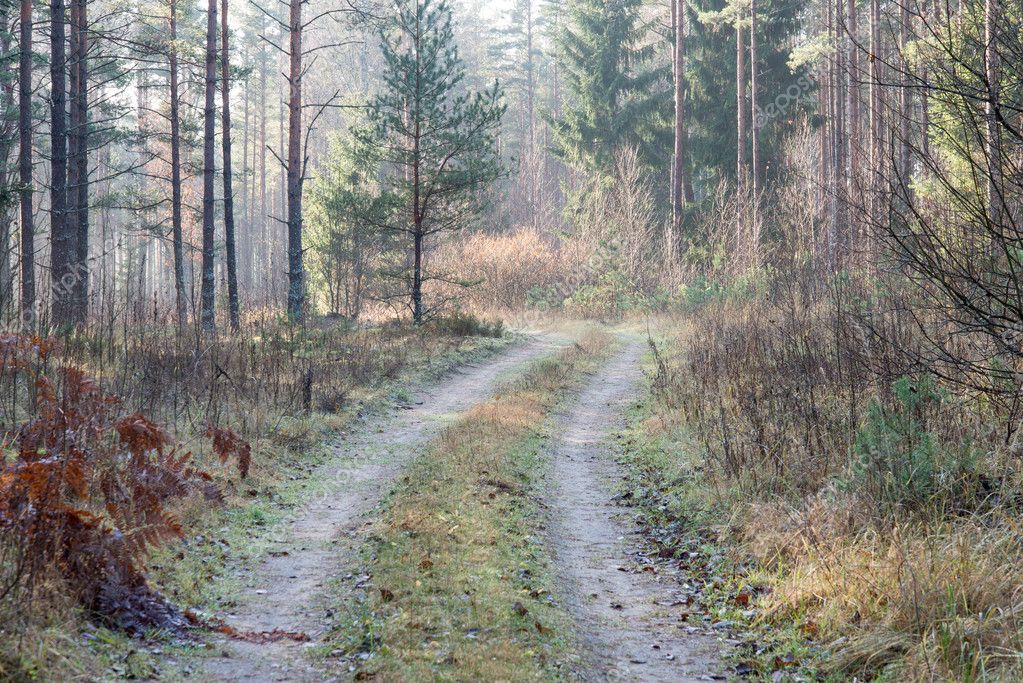 Beautifull light beams in forest through trees ⬇ Stock Photo, Image by ...