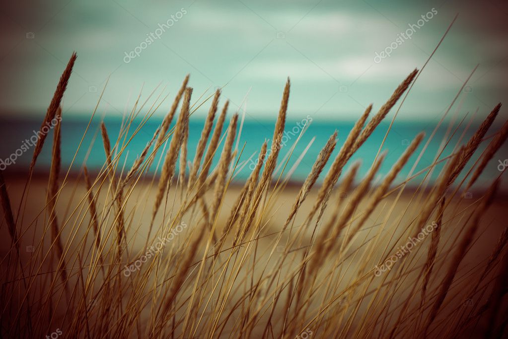 Beautiful dry grass and bent background - 80's retro vintage — Stock ...