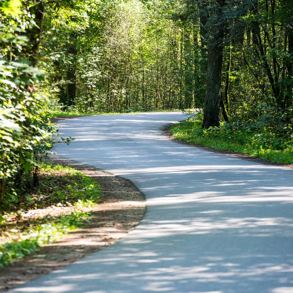 slightly lit road in the forest - Stock Image - Everypixel