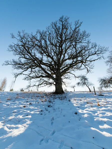 Oak Tree In Snow