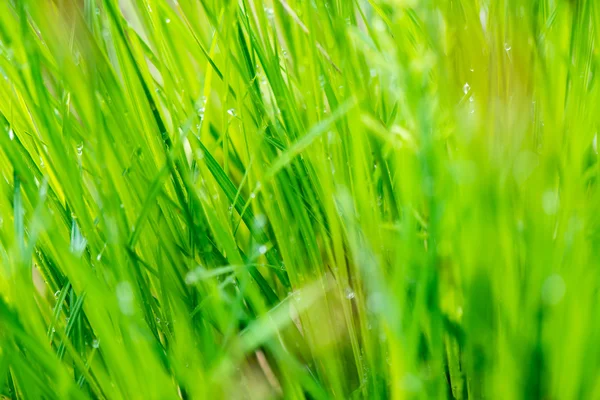 Shiny grass color Stock Photos, Royalty Free Shiny grass color Images ...