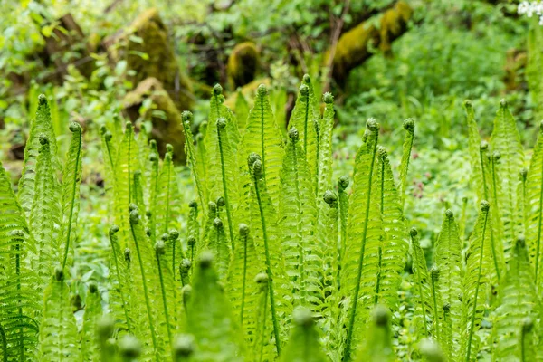 Ferns and flowers Stock Photos, Royalty Free Ferns and flowers Images ...