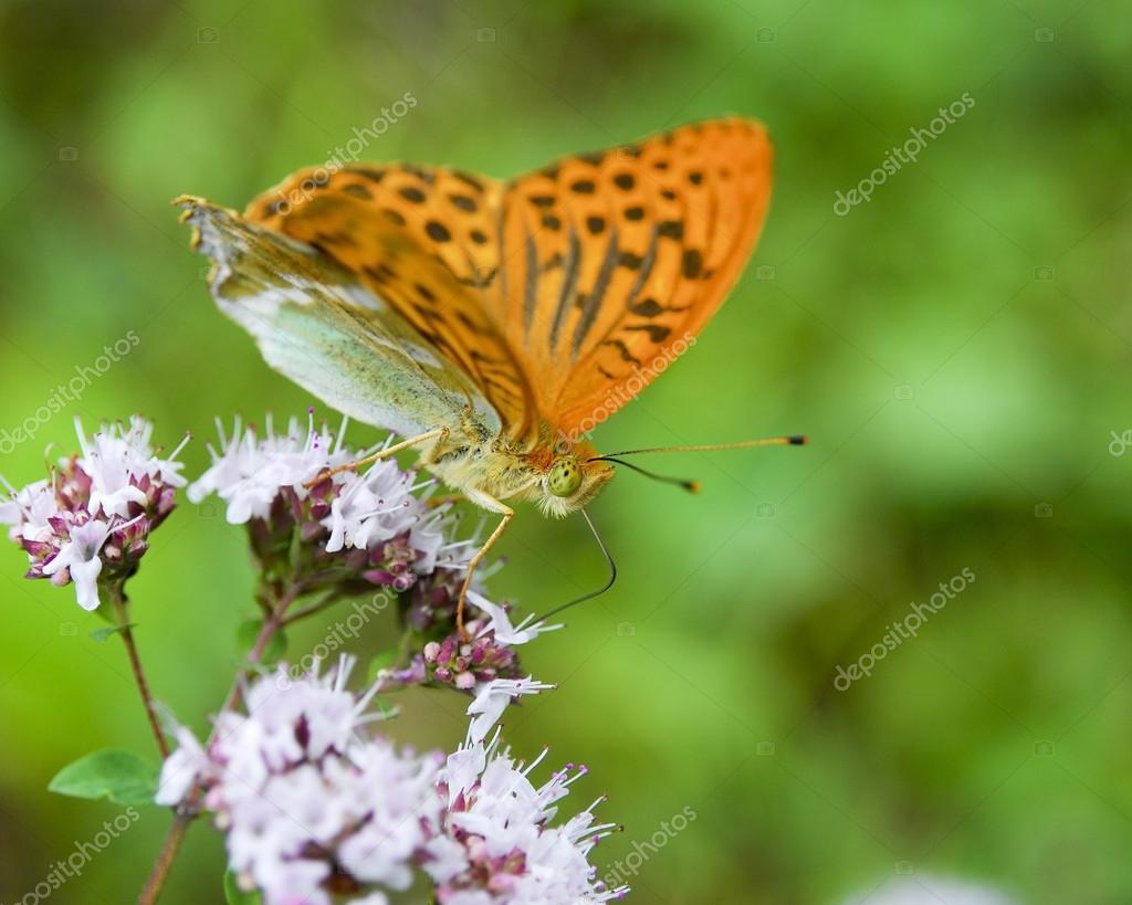 Beautiful butterfly — Stock Photo © karenfaljyan #57449307