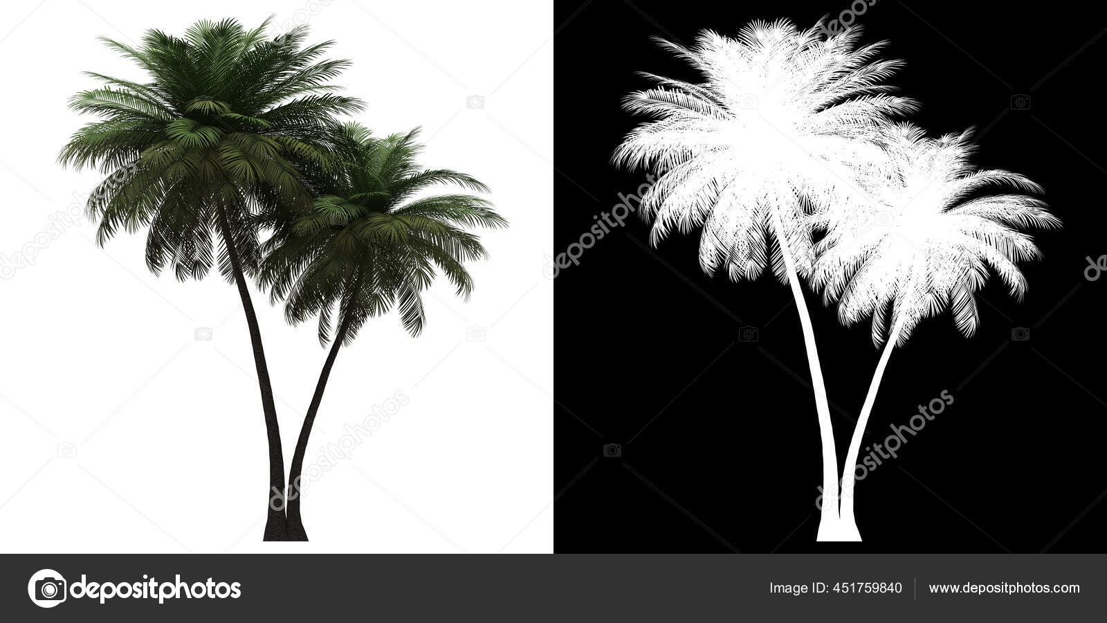 Front View Coconut Palm Tree Png Alpha Channel Cutout Made Stock Photo ...
