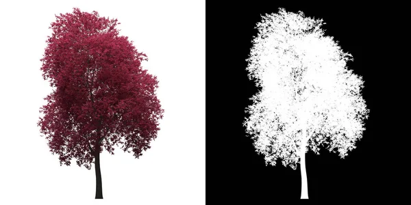 Left View Acer Palmatum Sango Tree Png Alpha Channel Cutout — Stock ...