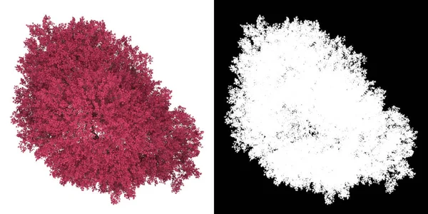 Vista Frontal Acer Palmatum Sango Tree Png Con Canal Alfa — Foto de ...