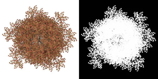 Top view of Sugar Maple Tree. PNG with alpha channel to cutout. Made ...