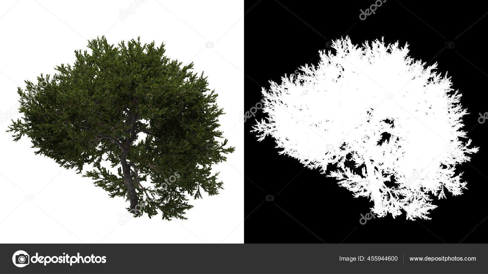 Front View Tree Juniperus Occidentalis Rheingold Png Alpha Channel ...