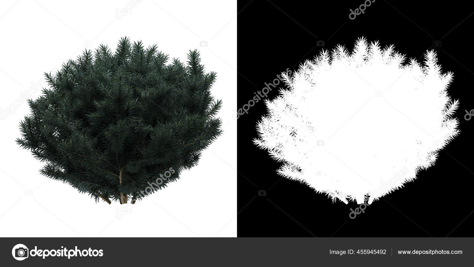 Left View Tree Picea Pungens Png Alpha Channel Cutout Rendering — Stock ...