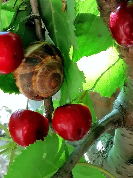 Escargots cerises Stock Photos, Royalty Free Escargots cerises Images ...