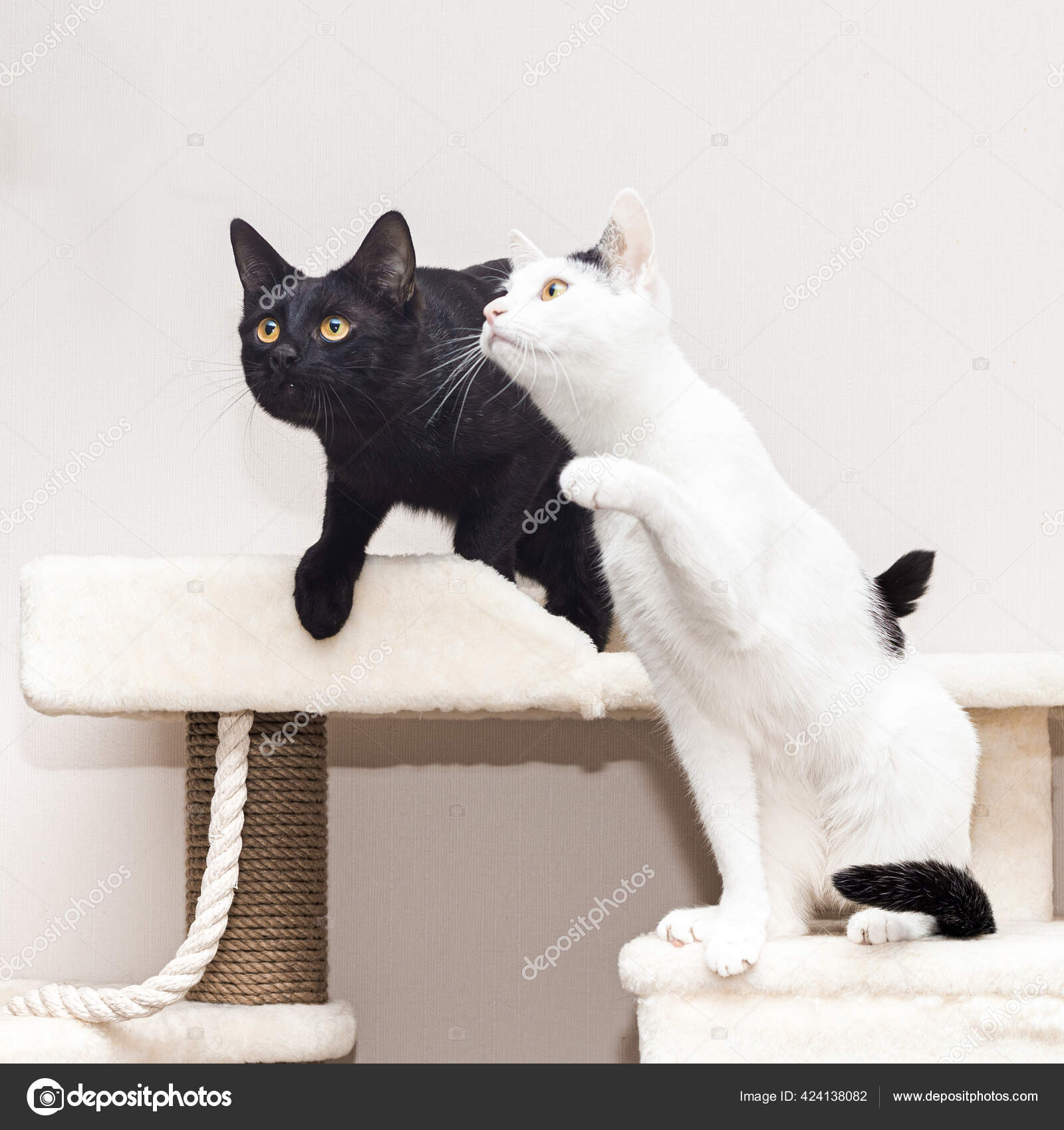 Two cats play on a special game complex for cats. — Stock Photo © webkatrin1 #424138082