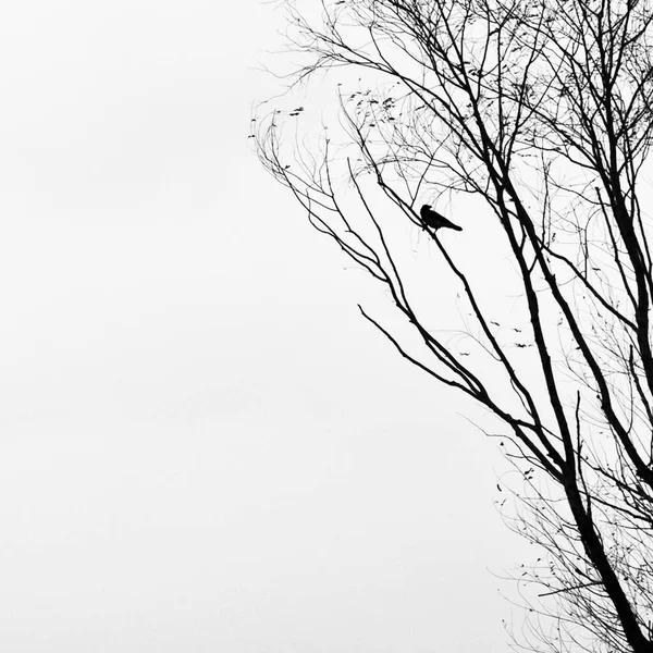 Raven tree Stock Photos, Royalty Free Raven tree Images | Depositphotos
