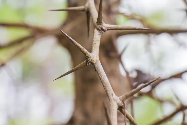 Trunk of a tropical tree with sharp spikes — Stock Photo © fotovincek ...