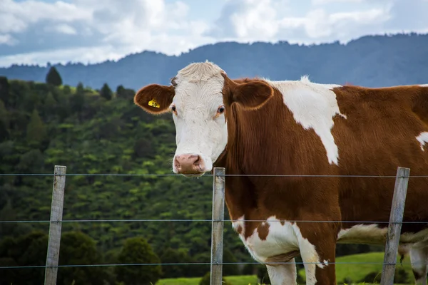 Single cow behind fence Pictures, Single cow behind fence Stock Photos ...
