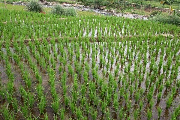 Riceplantations Stock Photos, Royalty Free Riceplantations Images ...