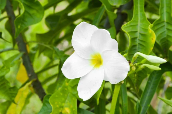 Panama blanc images libres de droit, photos de Panama blanc | Depositphotos