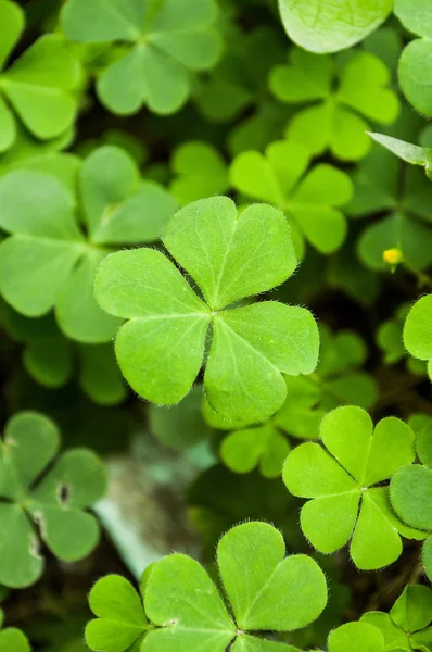 Green clover Stock Photos, Royalty Free Green clover Images | Depositphotos