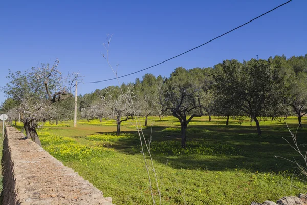 Ibiza rural Stock Photos, Royalty Free Ibiza rural Images | Depositphotos