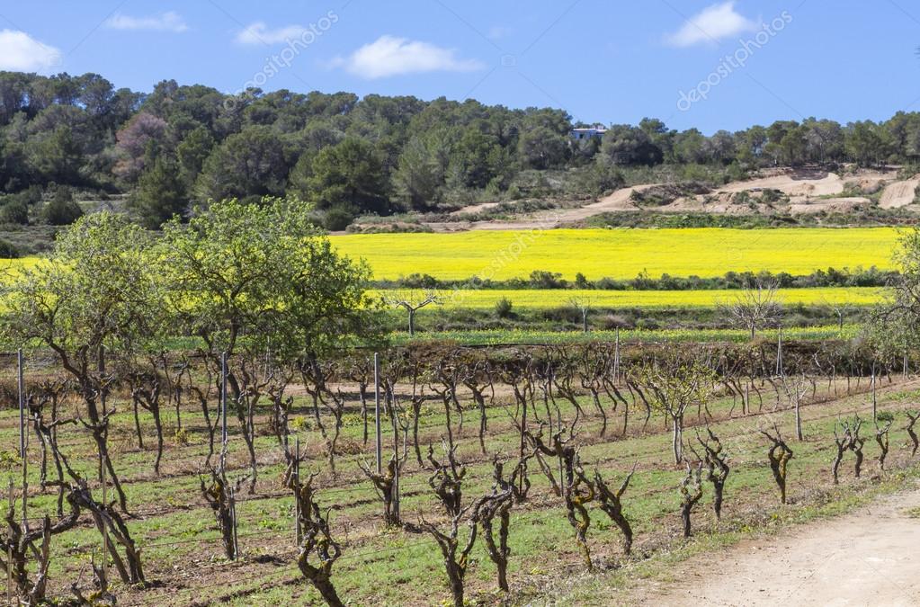 Vineyards in spring in ibiza, Spain Stock Photo by ©paloma ...