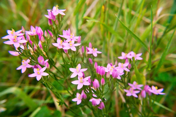 Common centaury Stock Photos, Royalty Free Common centaury Images ...