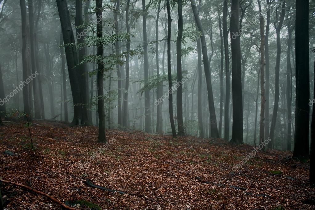Dark Rainy Forest