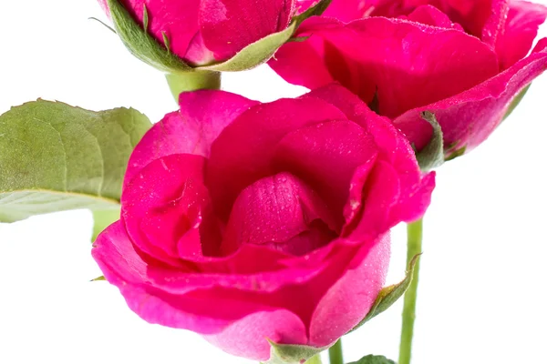 Rosas espiga fotos de stock, imágenes de Rosas espiga sin royalties ...