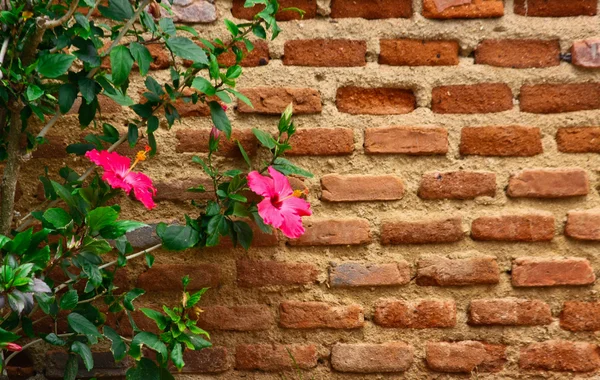 Brick wall flowers Images - Search Images on Everypixel
