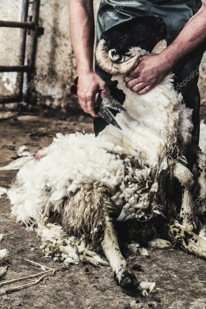Sheep Shearing — Stock Photo © fedevphoto #54543025