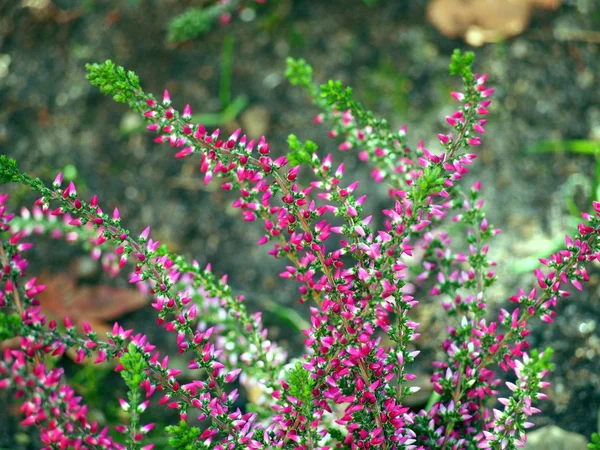 Erica versicolor images libres de droit, photos de Erica versicolor ...