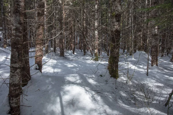 Snow forest in Oregon - Stock Image - Everypixel