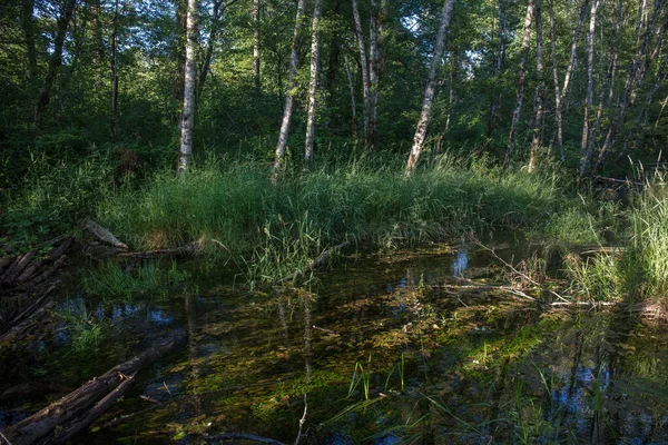 Lagoa de mercúrio Stock Photos, Royalty Free Lagoa de mercúrio Images ...