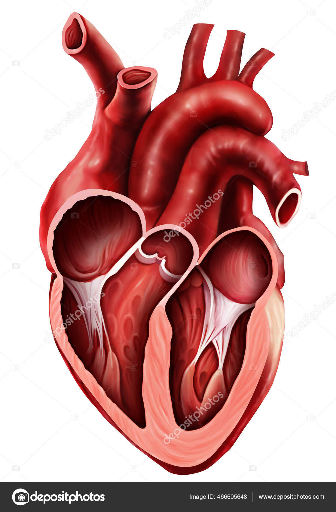 Medical Illustration Open Heart — Stock Photo © vishmaya88@gmail.com ...